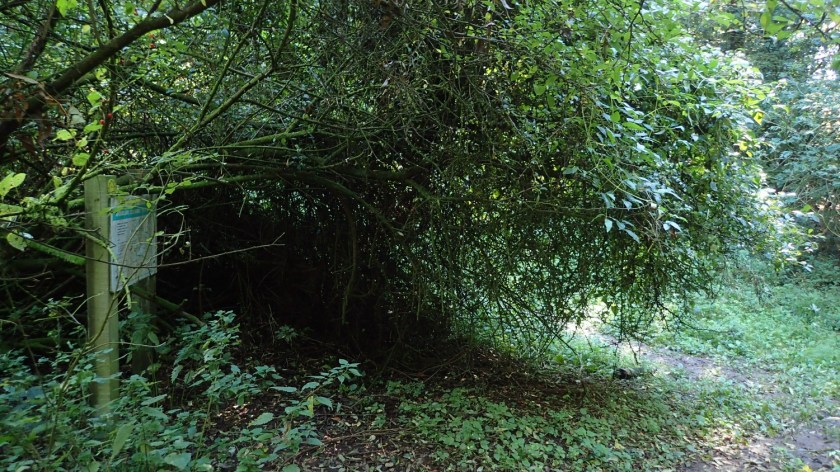 Goblin Combe: A Familiar Place – Walks With Olly