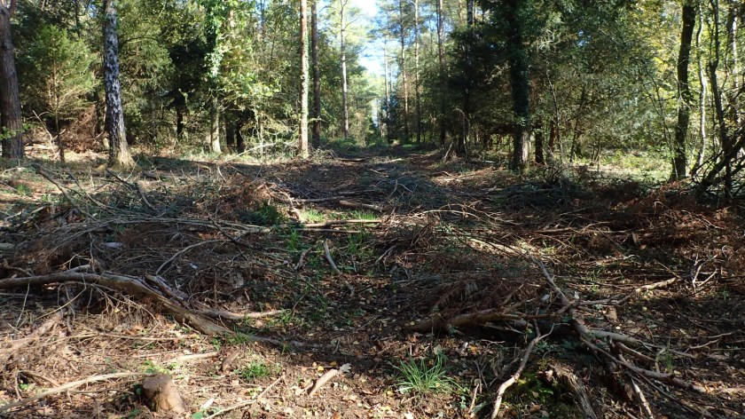 Goblin Combe: A Familiar Place – Walks With Olly