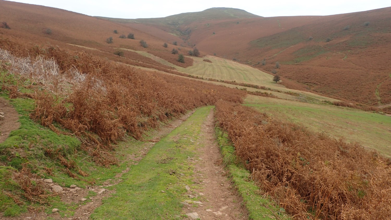 Monthly Miles: October 2020 – Walks With Olly
